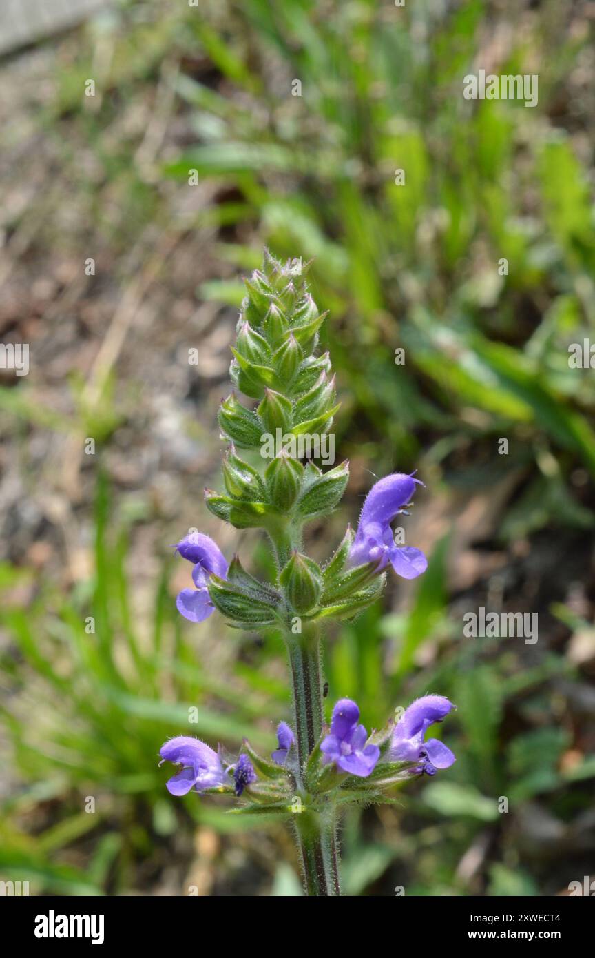 wild clary (Salvia verbenaca) Plantae Stock Photo - Alamy