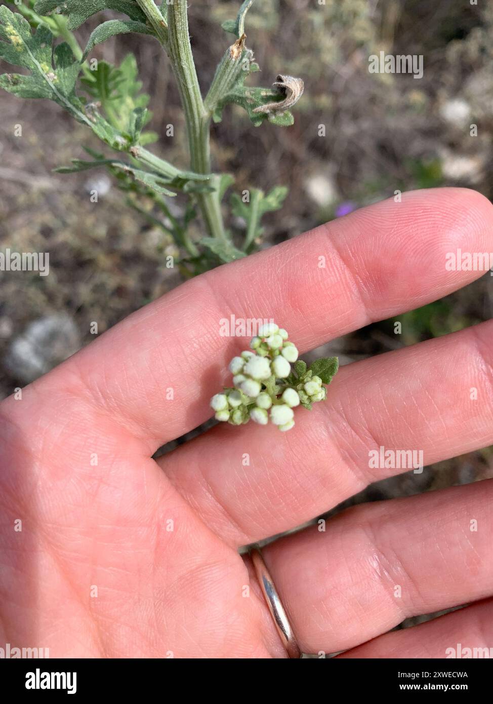 Santa Maria feverfew (Parthenium hysterophorus) Plantae Stock Photo - Alamy