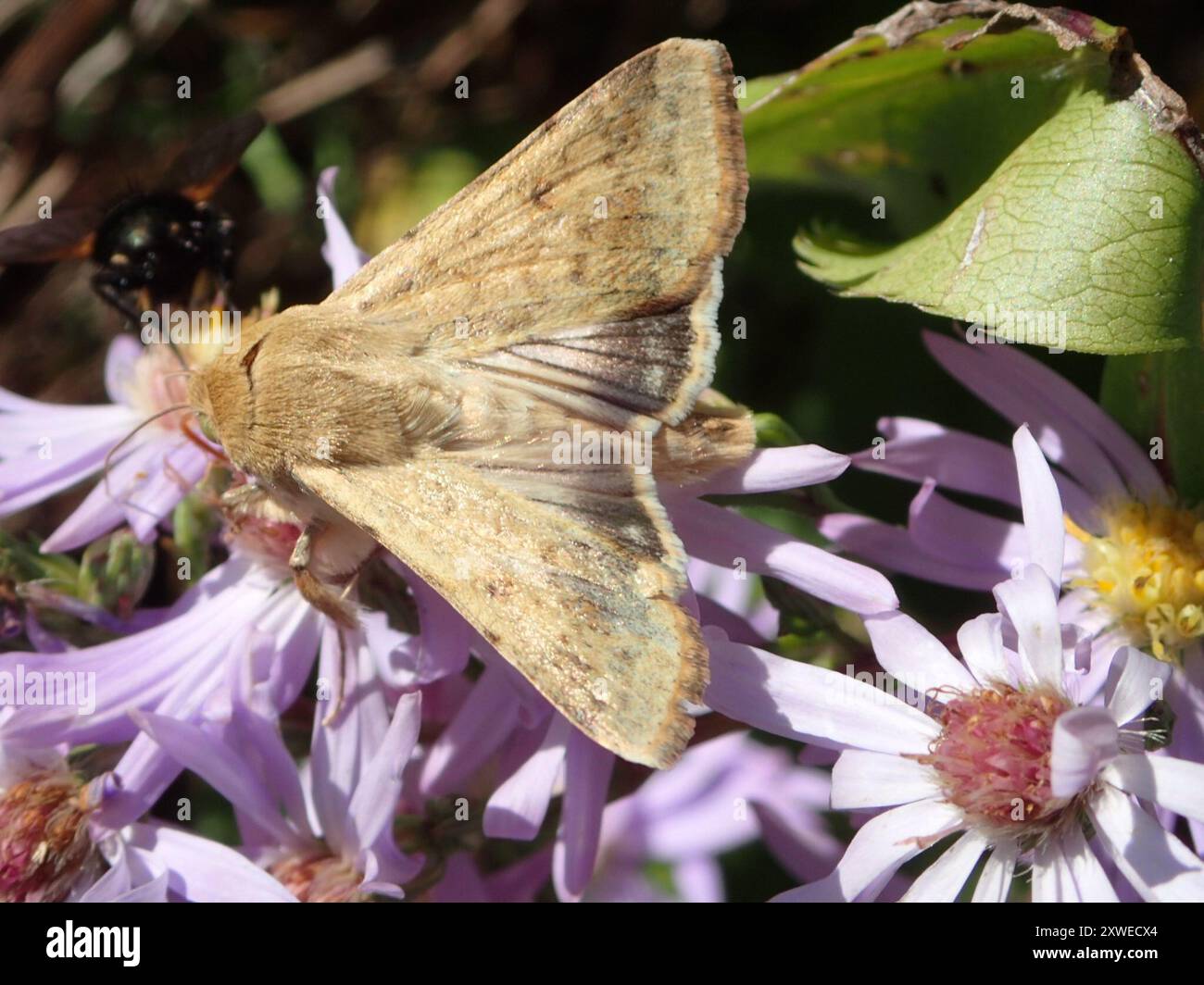Corn Earworm Moth (Helicoverpa zea) Insecta Stock Photo - Alamy
