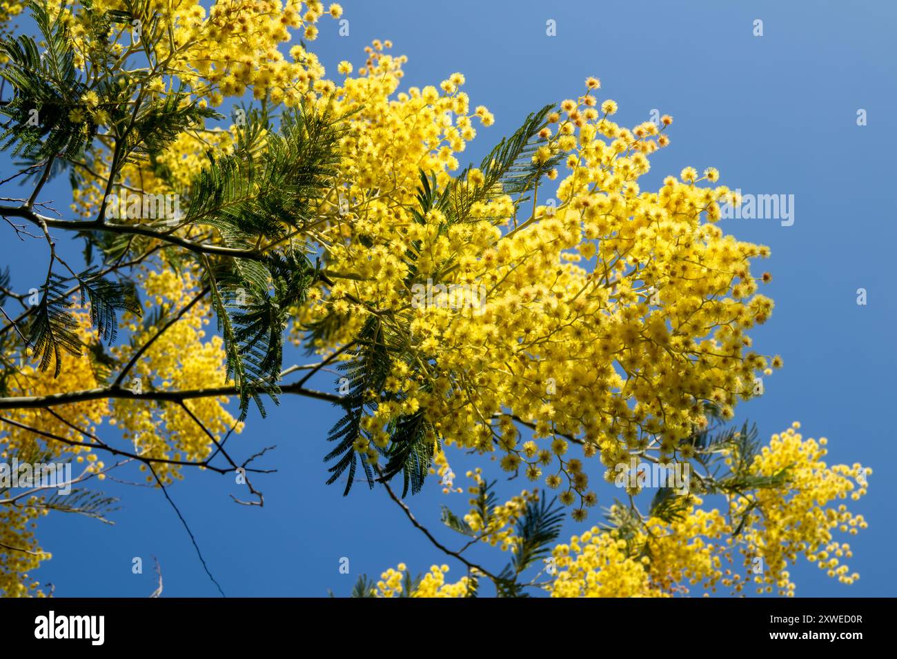 Mimosa yellow flower in Provence Stock Photo - Alamy