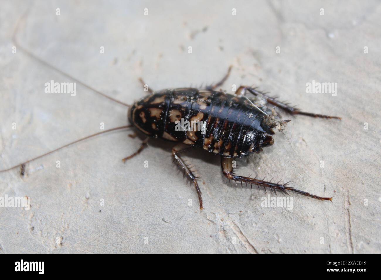 Harlequin Cockroach (Neostylopyga rhombifolia) Insecta Stock Photo - Alamy