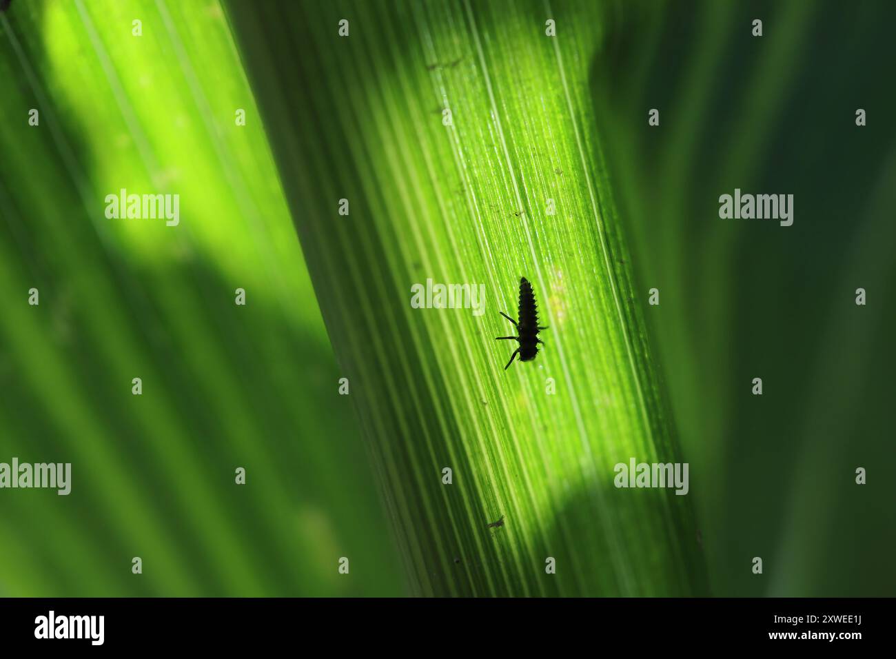 Ladybug larva on a corn leaf. Translucent through the leaf. Predator ...