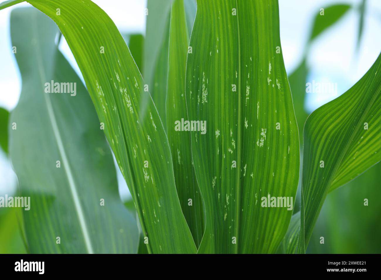 Damage on corn leaves caused by feeding small leafhoppers, Cicadellidae ...