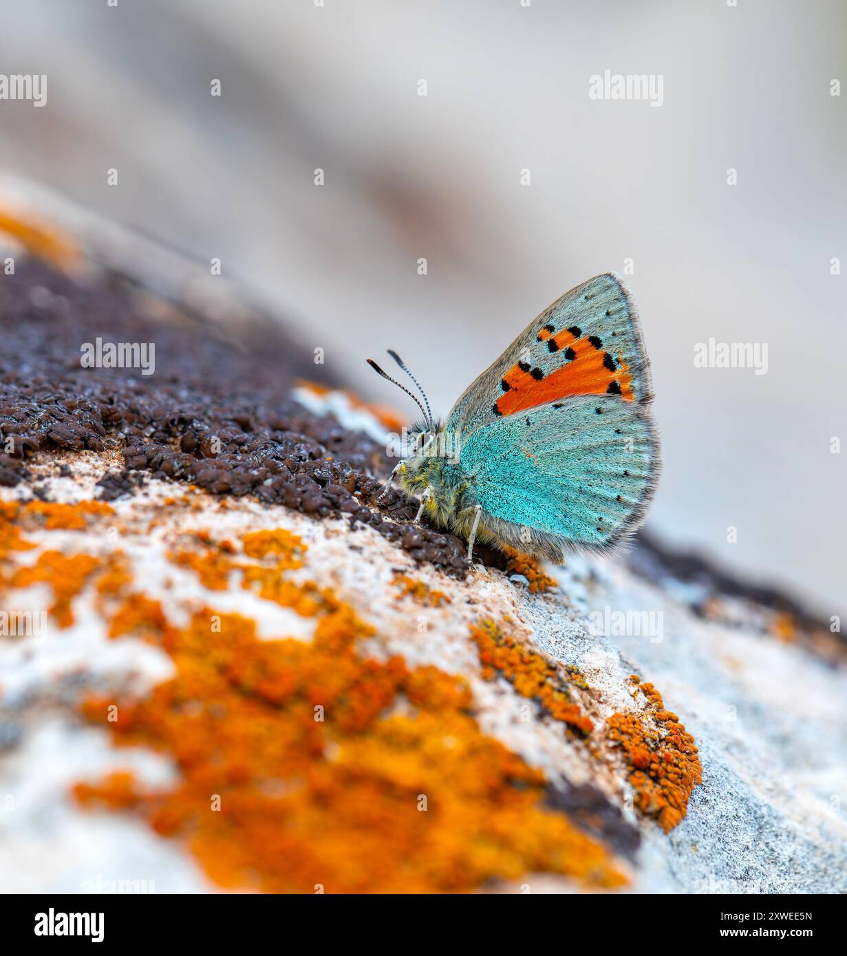 Tiny blue butterfly on lichen rock, Romanoff's Tomares, Tomares ...