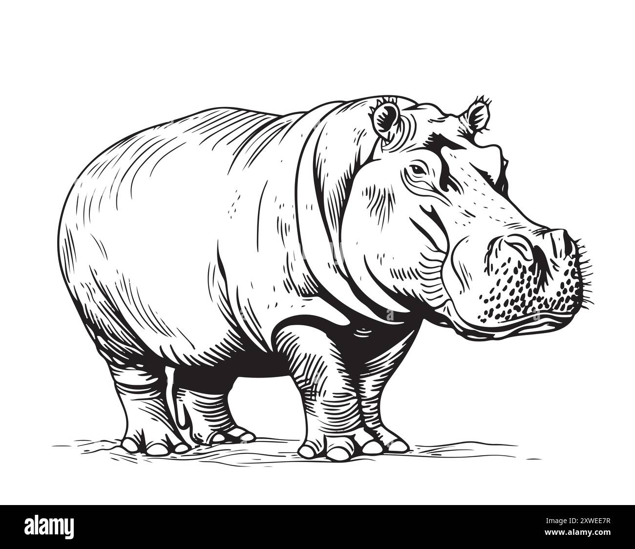 Hippo species Black and White Stock Photos & Images - Alamy