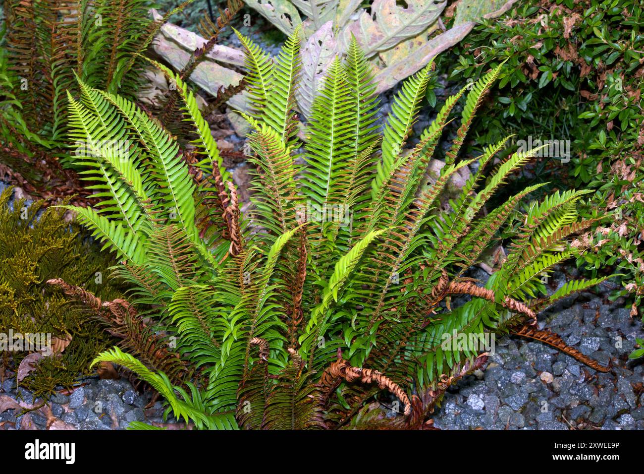 Polystichum munitum (western swordfern) is an evergreen perennial fern ...