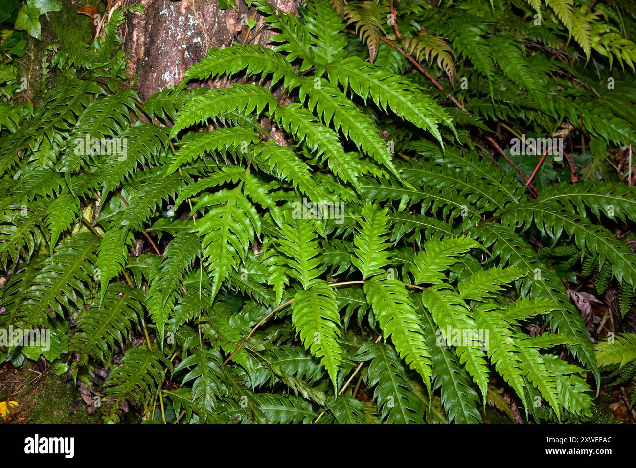 Woodwardia fimbriata (giant chain fern) is native to western North ...