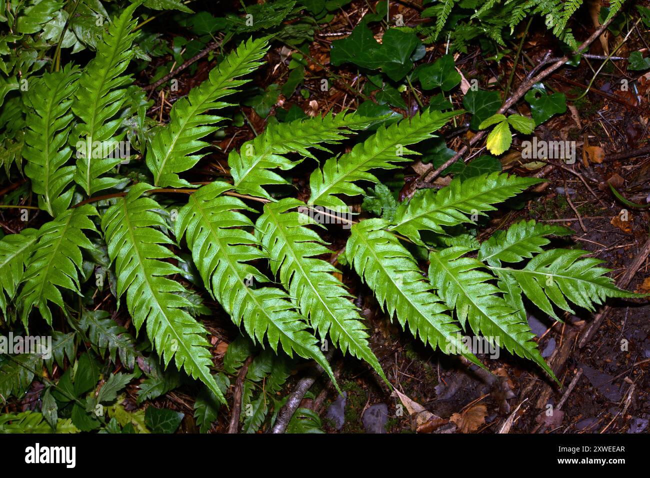Woodwardia fimbriata (giant chain fern) is native to western North ...