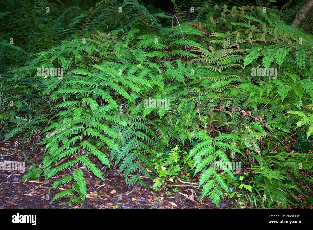 Woodwardia fimbriata (giant chain fern) is native to western North ...