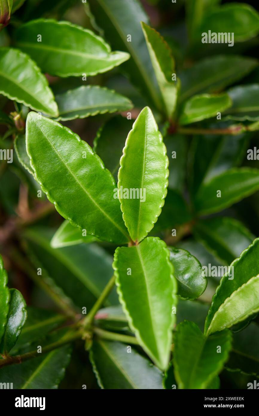 Backdrop of vertical leaves hi-res stock photography and images - Alamy