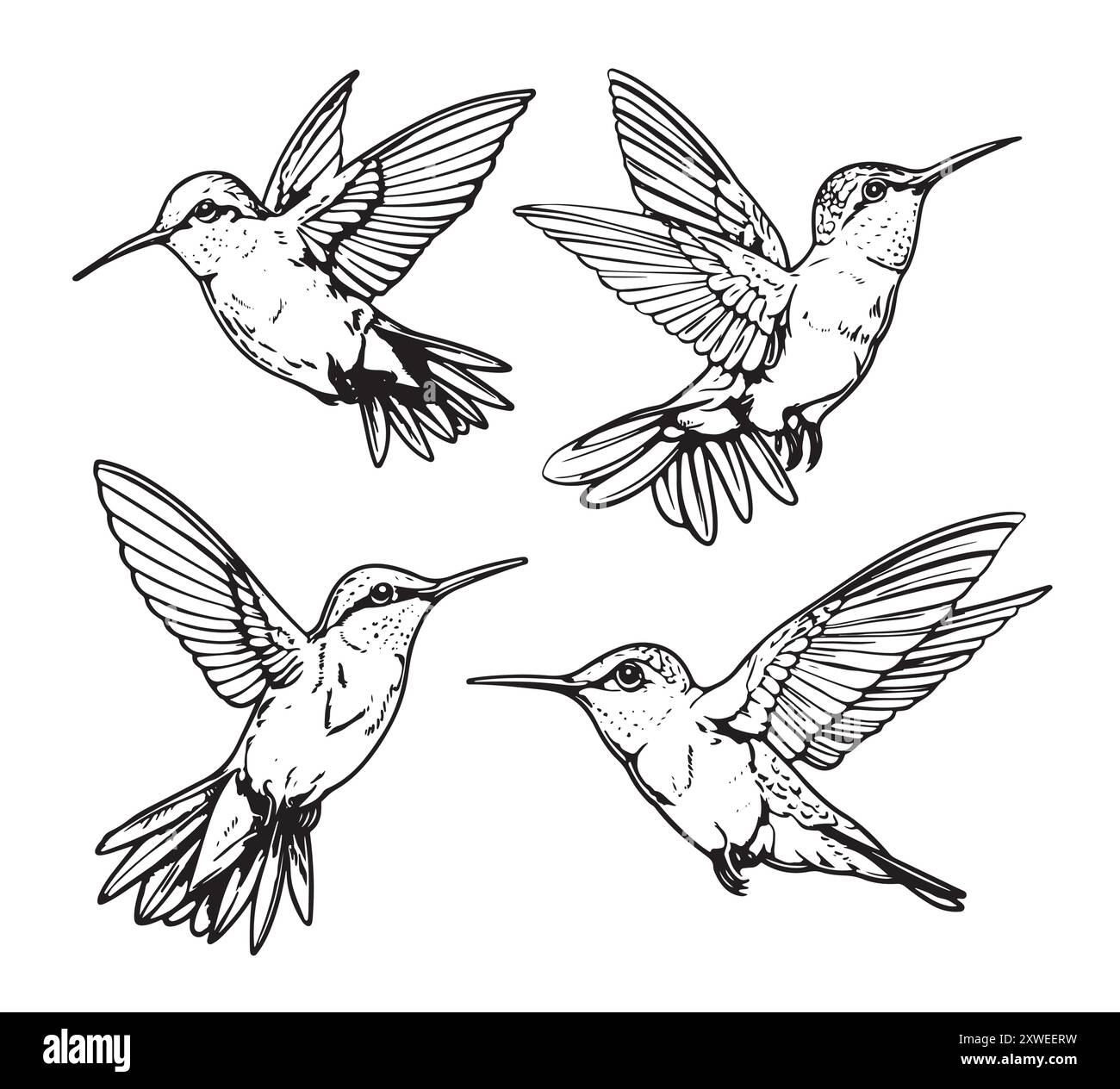 Set hummingbirds. Sketch pencil. Drawing by hand Stock Vector Image ...