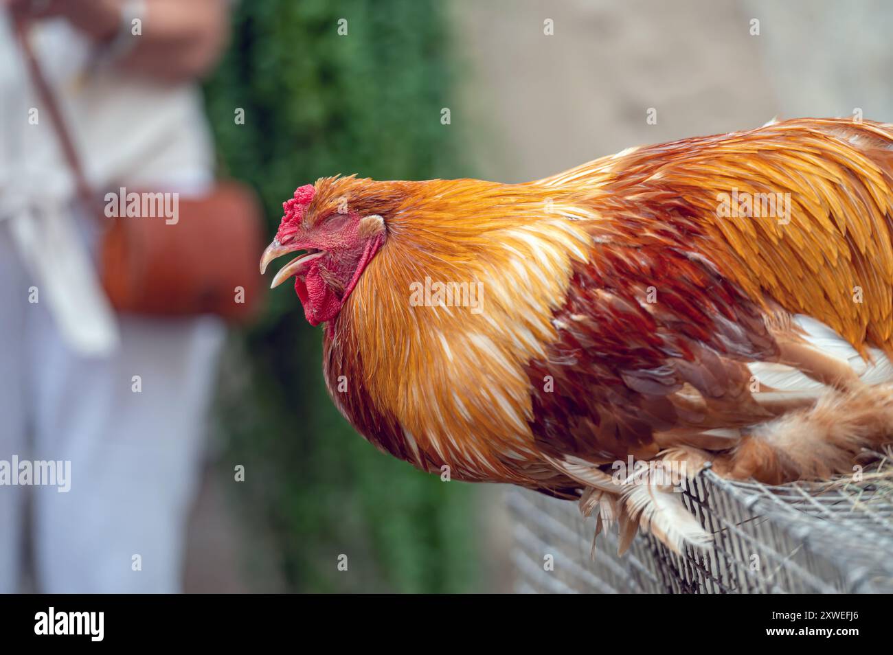 A rooster on the fence hi-res stock photography and images - Alamy