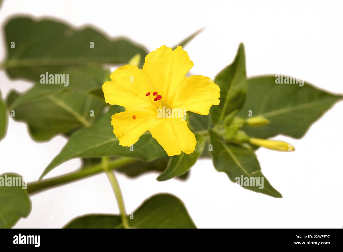 yellow flower of the plant Mirabilis jalapa, don diego de noche, galan ...