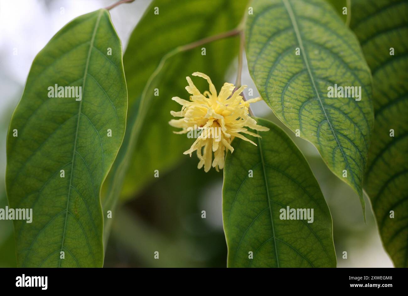 Maingaya malayana, Hamamelidaceae. Malaysia, Asia. Maingaya is a ...