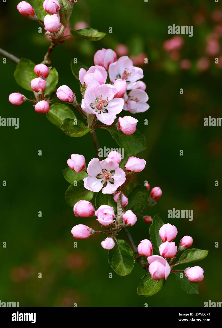"Red Tip Crab" Crabapple, Malus, Rosaceae. Blossoms Stock Photo - Alamy