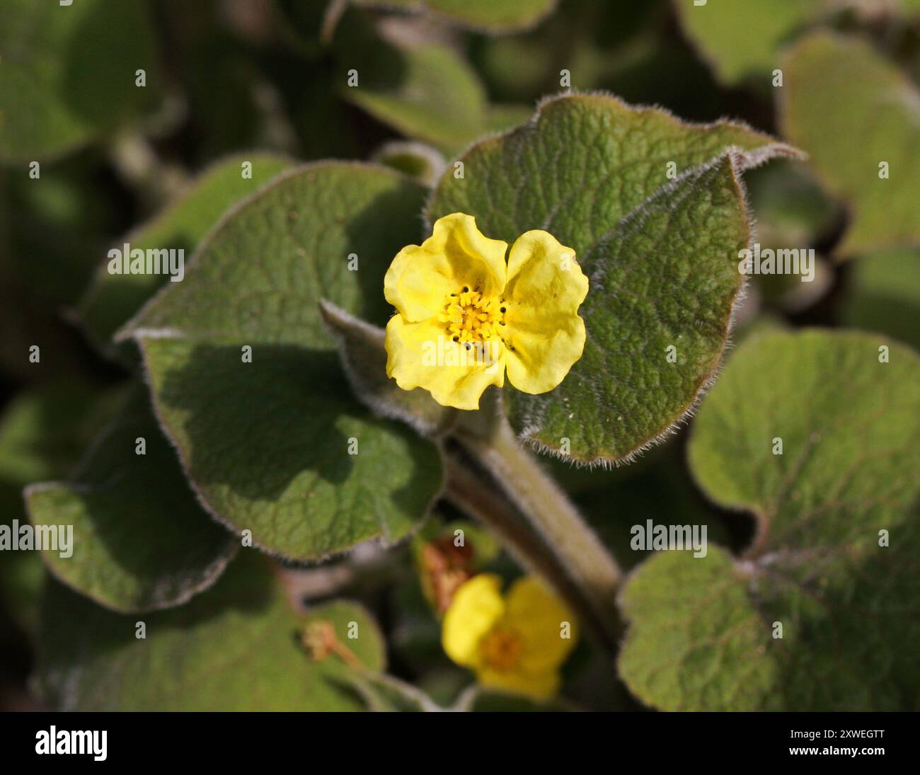 Upright Wild Ginger or Upright Wild Chinese Ginger, Saruma henryi ...