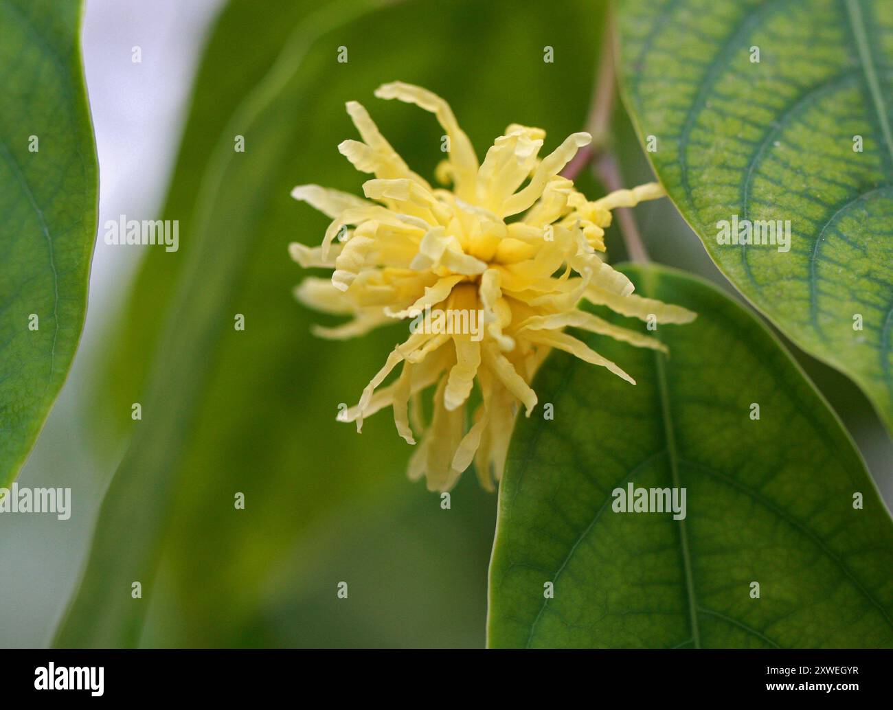 Maingaya malayana, Hamamelidaceae. Malaysia, Asia. Maingaya is a ...