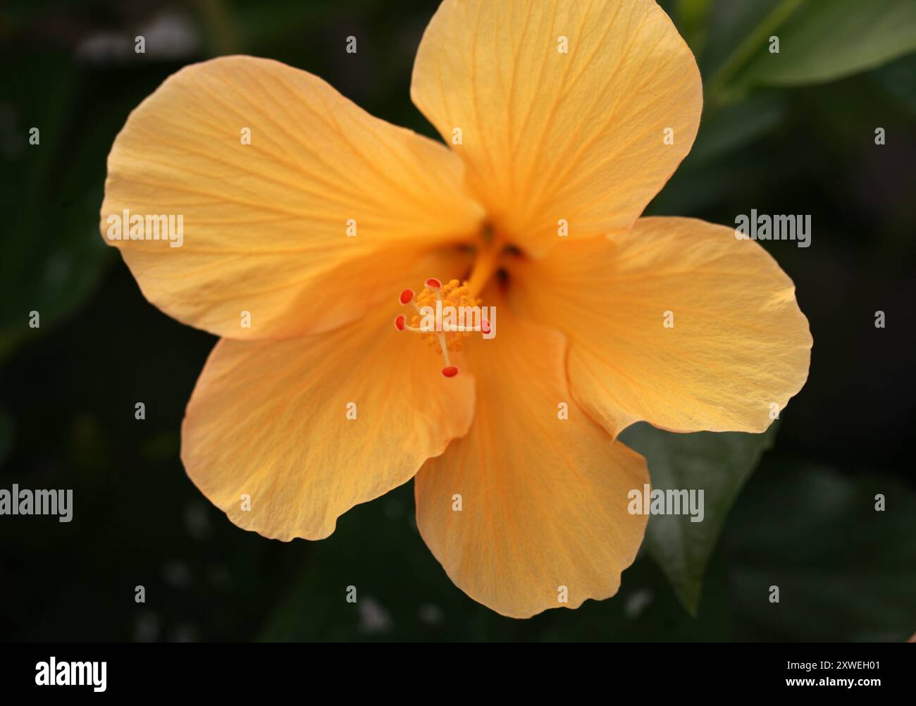 Chinese Hibiscus, China Rose, Hawaiian Hibiscus, Rose Mallow or ...