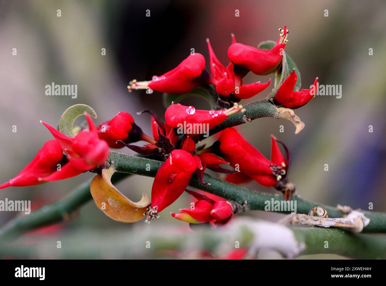 Redbird Flower, Devil's-backbone, Redbird Cactus, Euphorbia ...