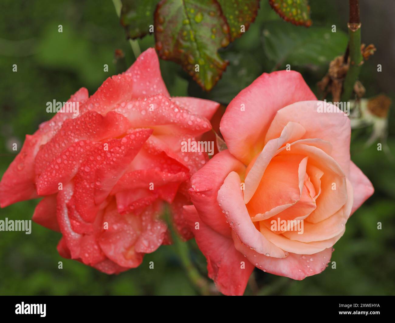 A beautiful salmon pink rose with raindrops on it Stock Photo - Alamy