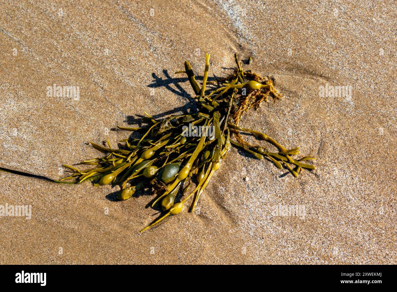 Seaweed on a beach with sand, alga Stock Photo - Alamy