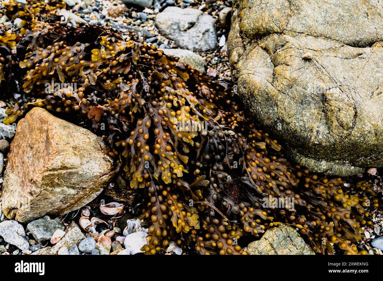 Seaweed on a beach with sand, alga Stock Photo - Alamy