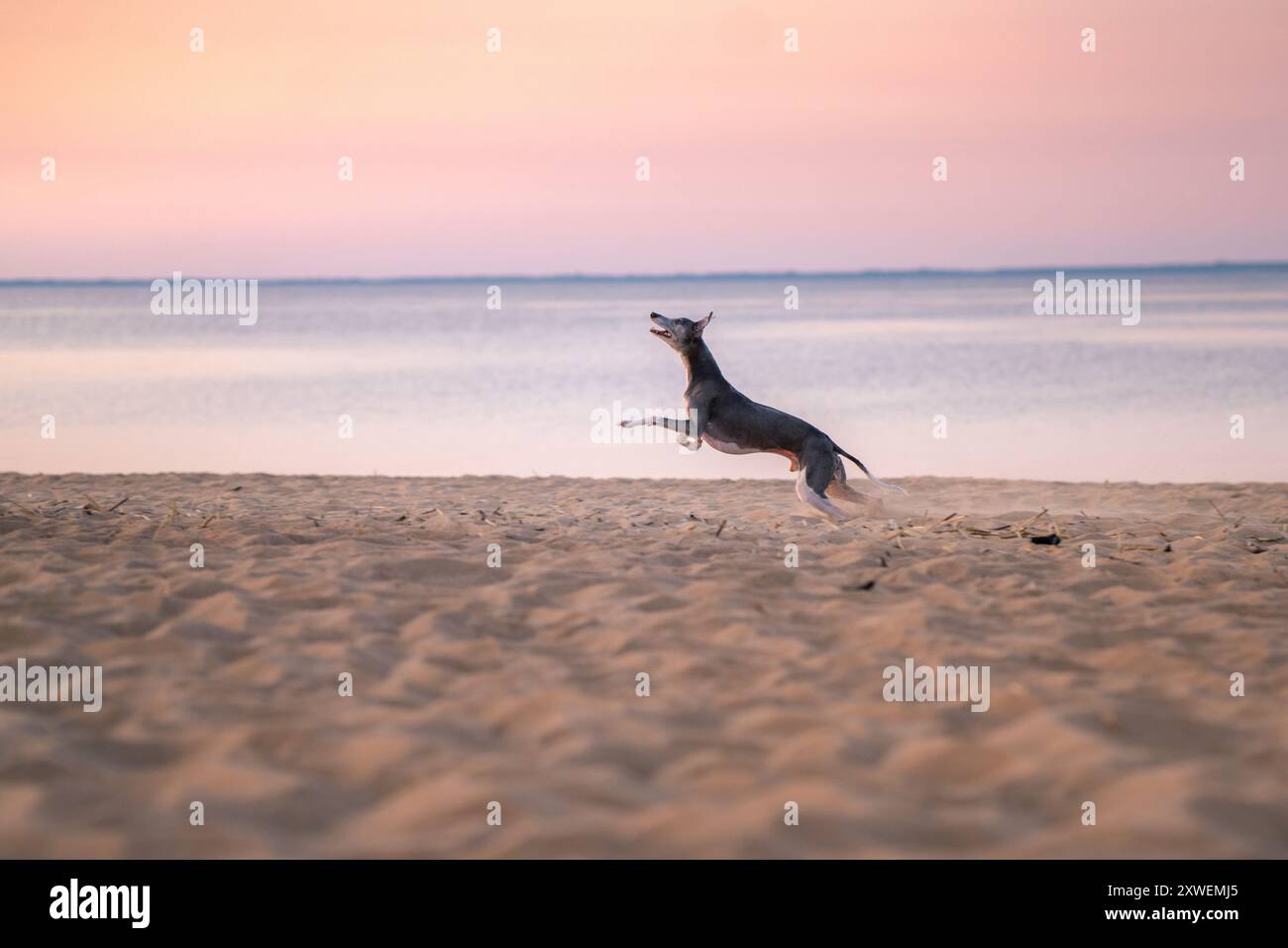 A Whippet runs with abandon along a beach, its lean frame captured in ...