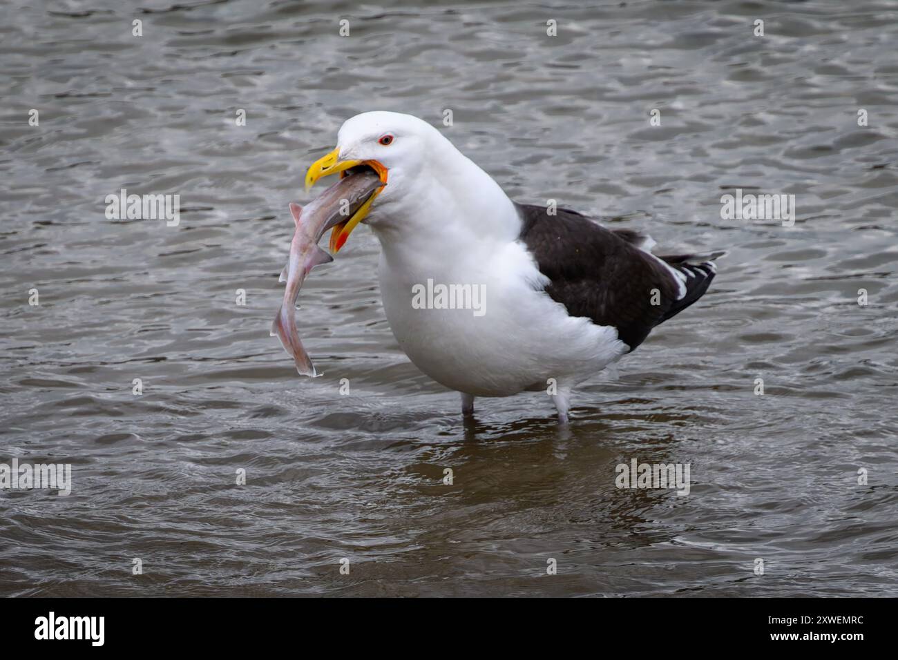 Black Backed Gull Swallowing a Large Fish Stock Photo - Alamy