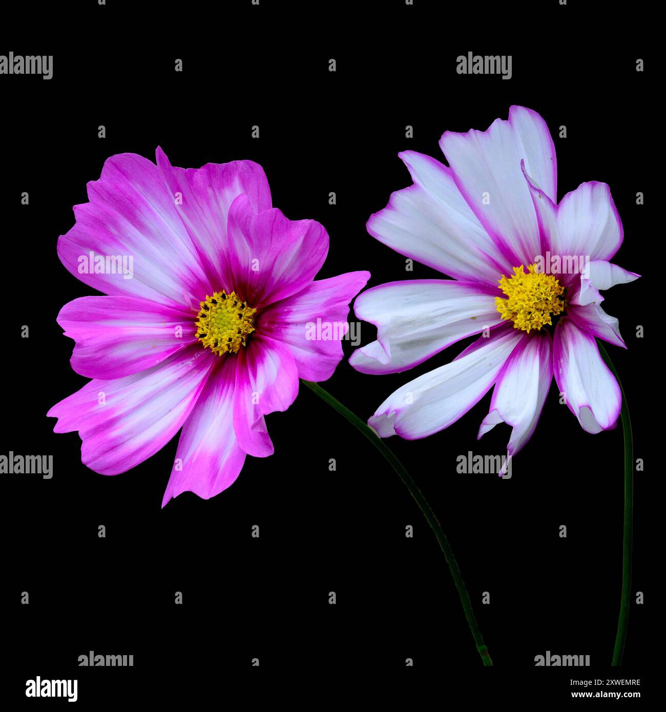 cosmos caudatus kunth flower Stock Photo - Alamy