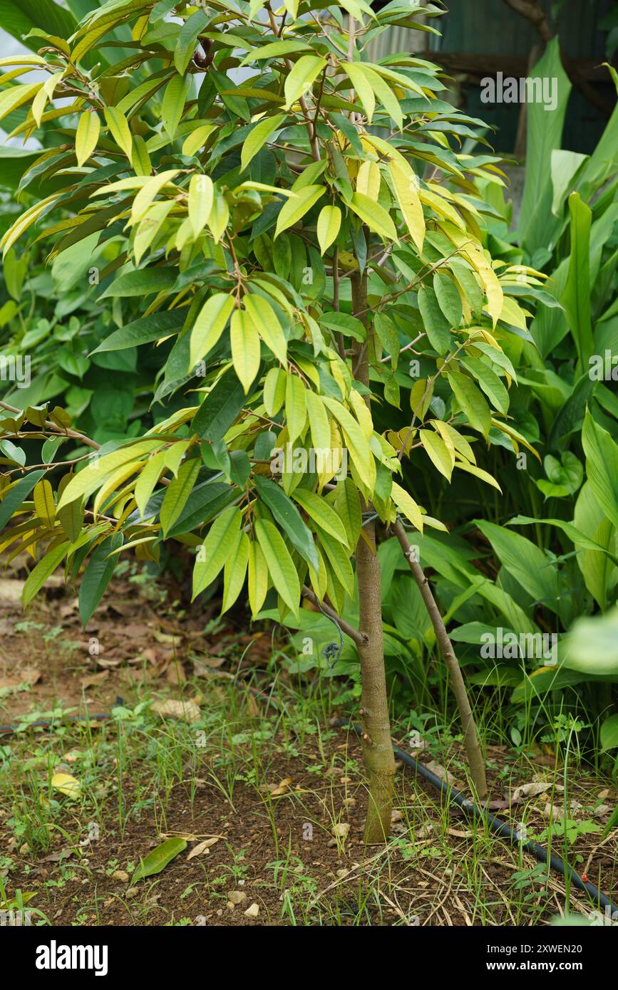 Planting durian trees and strengthening the roots of durian trees with ...