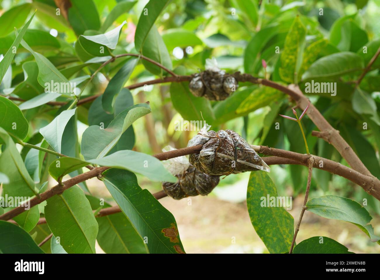Whip grafting hi-res stock photography and images - Alamy