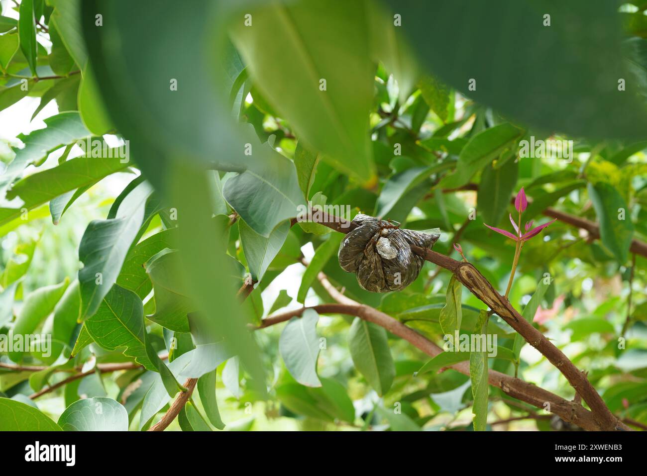 Whip grafting hi-res stock photography and images - Alamy