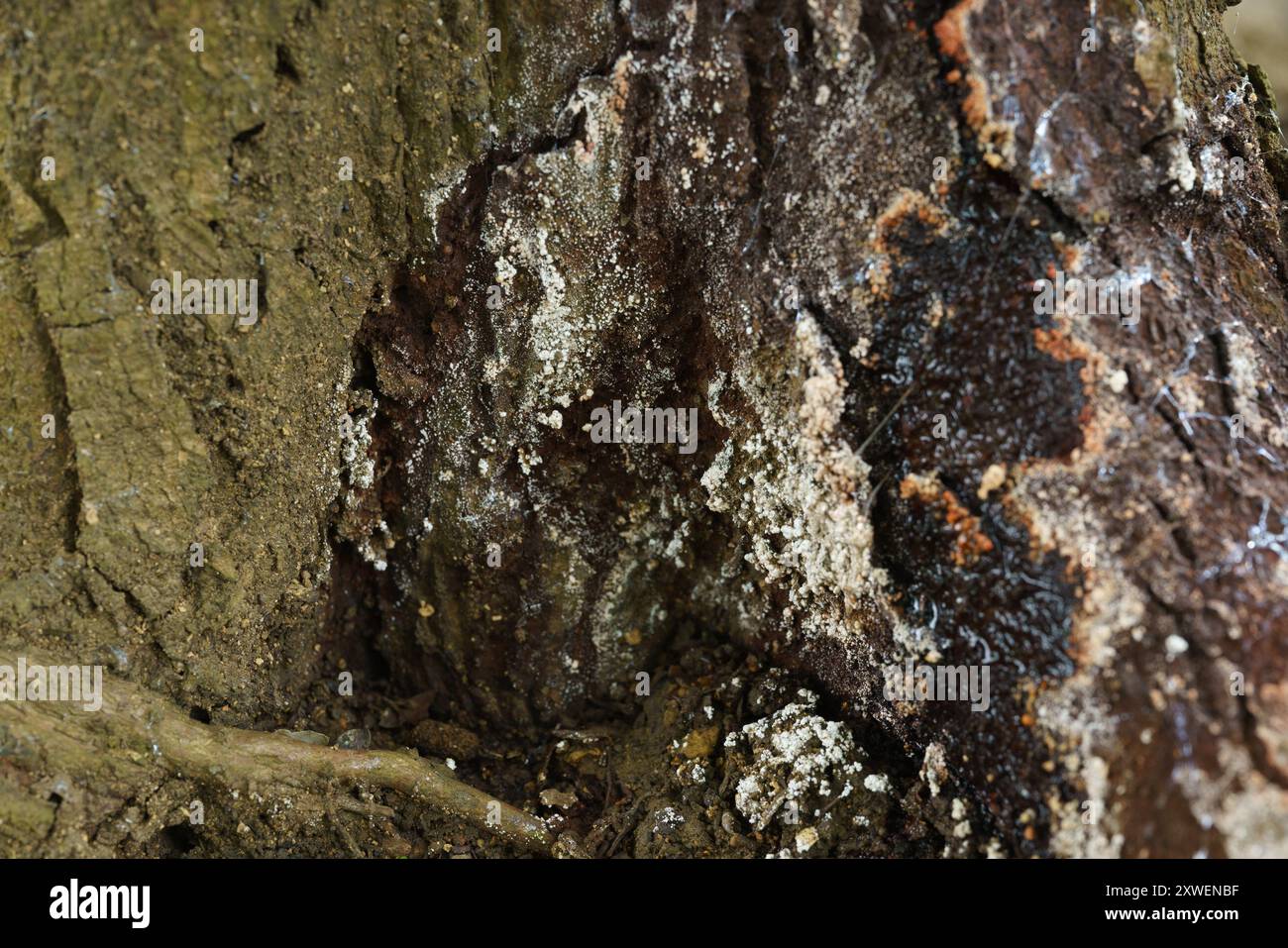 Phytophthora Canker Phytophthora canker is another serious disease that ...