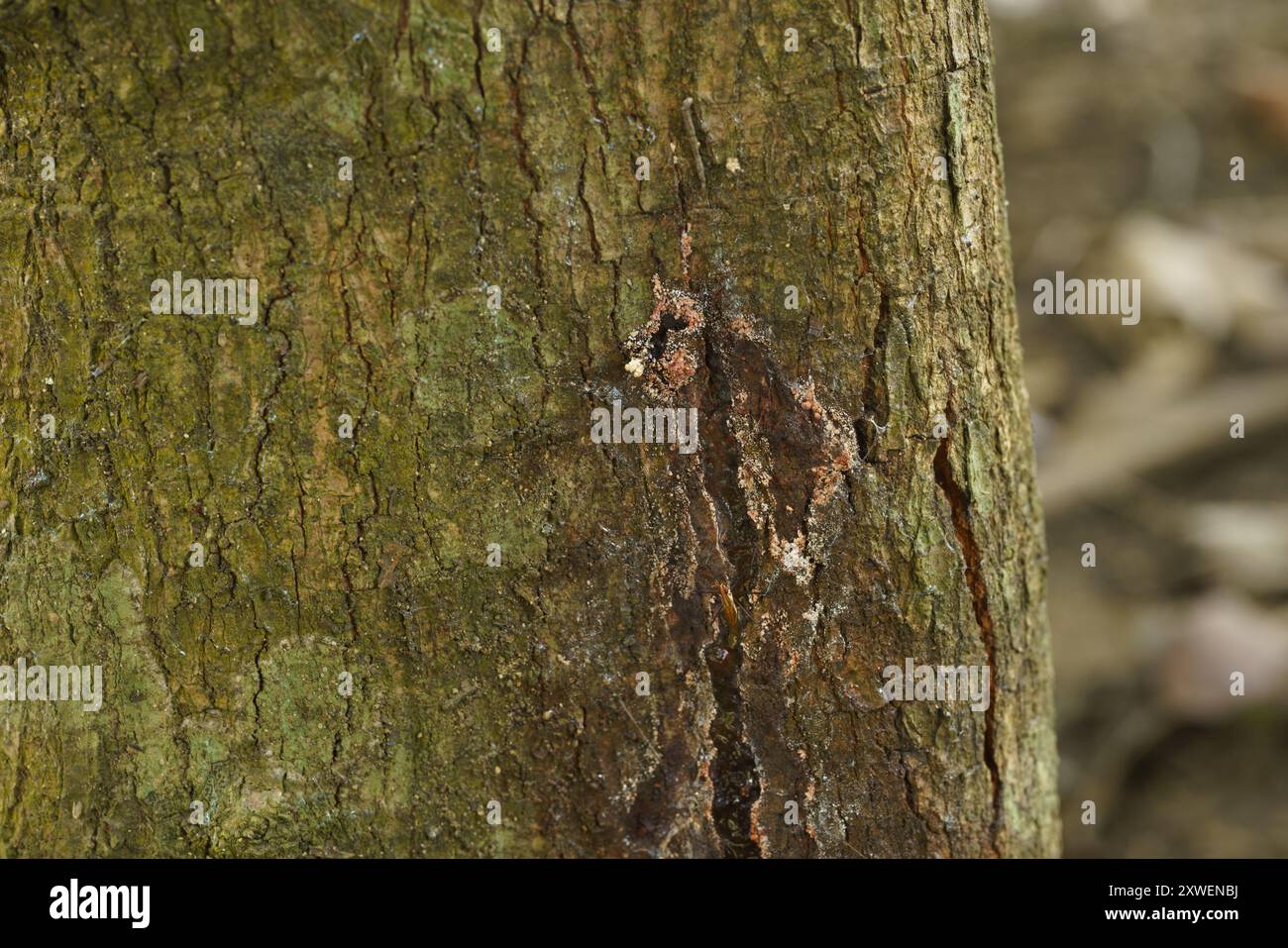 Phytophthora Canker Phytophthora canker is another serious disease that ...
