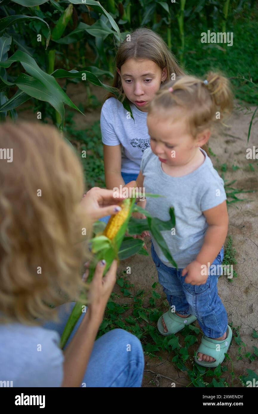 a mother with toddler and teenager eating raw corn in green corn field ...