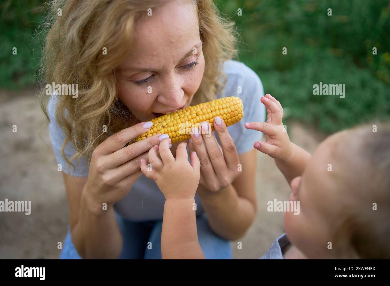 a mother with toddler and teenager eating raw corn in green corn field ...