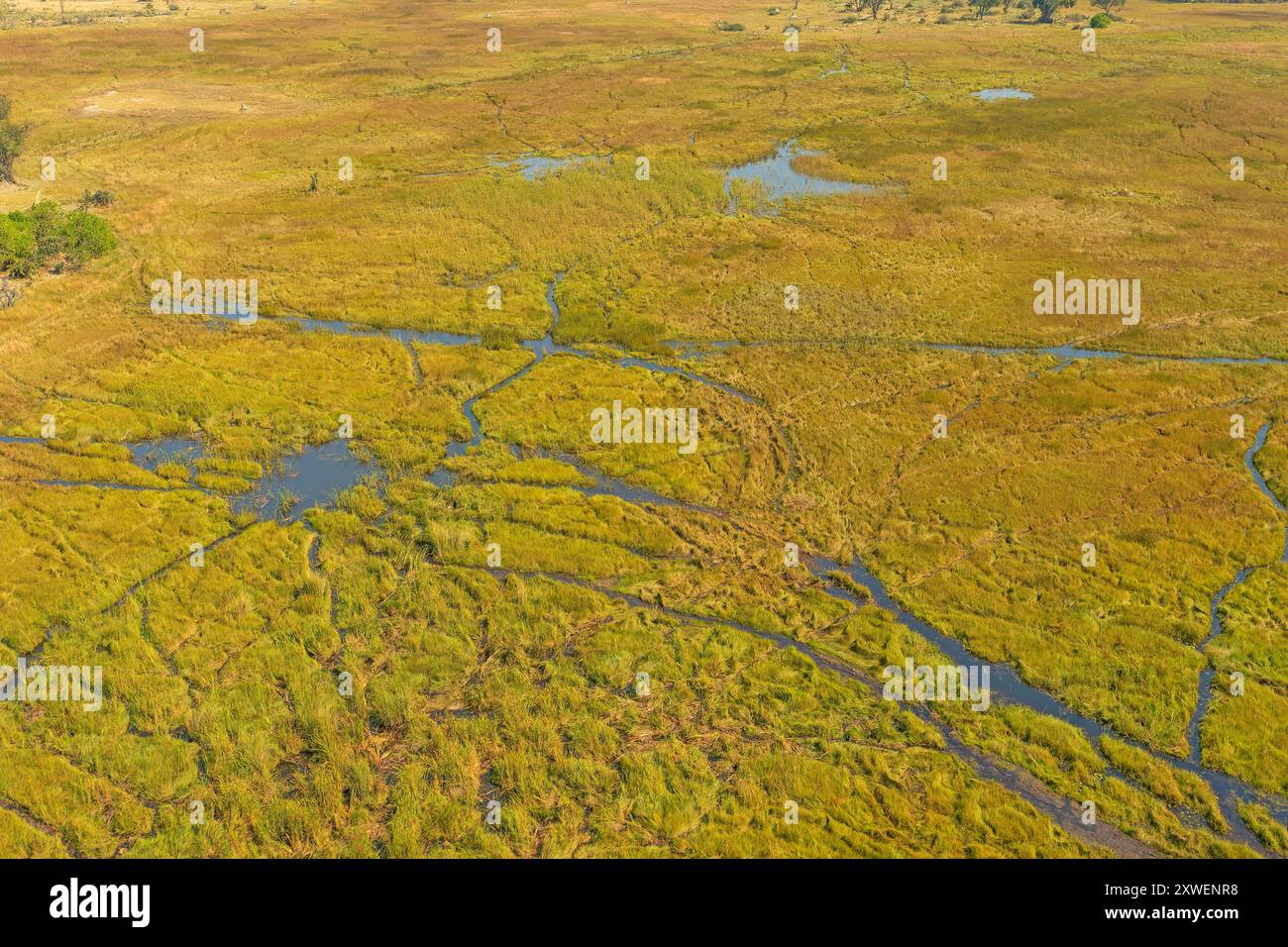 Aerial View of the grasses in the Okavango Delta in Botswana Stock ...
