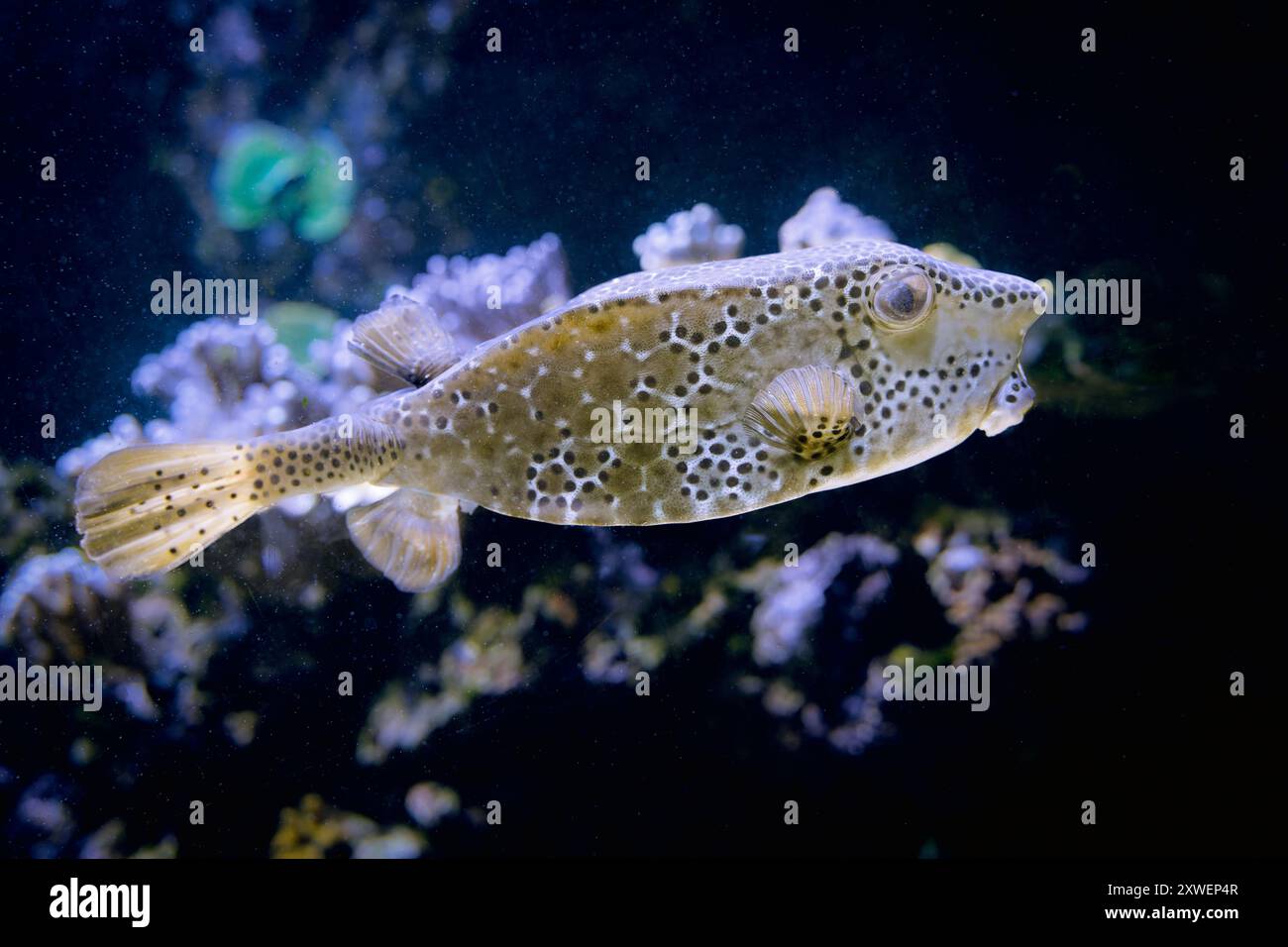 Horn coral isolated hi-res stock photography and images - Alamy