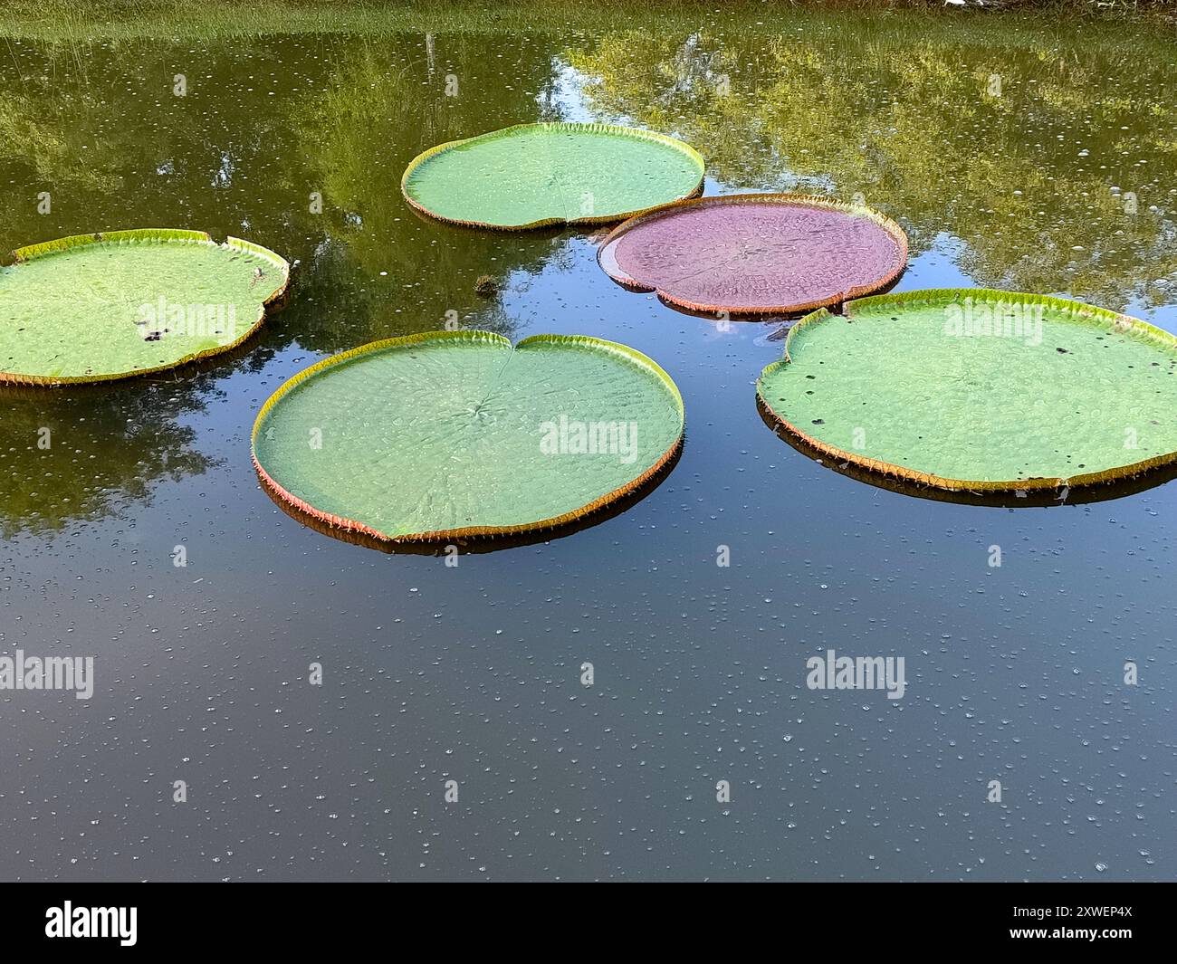 Atun sisac hi-res stock photography and images - Alamy