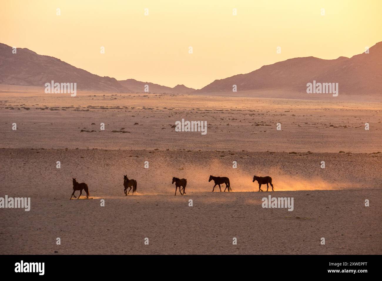 Silhouettes of the wild desert horses of southern Namibia, among the ...