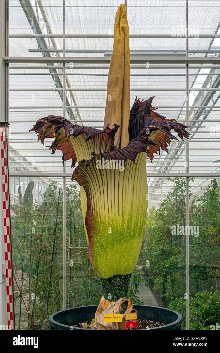 The titan arum hi-res stock photography and images - Alamy