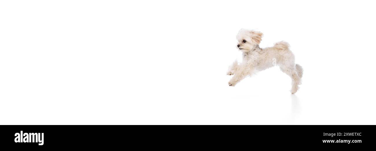 Banner. Happy, overjoyed dog, purebred Maltese running against white ...