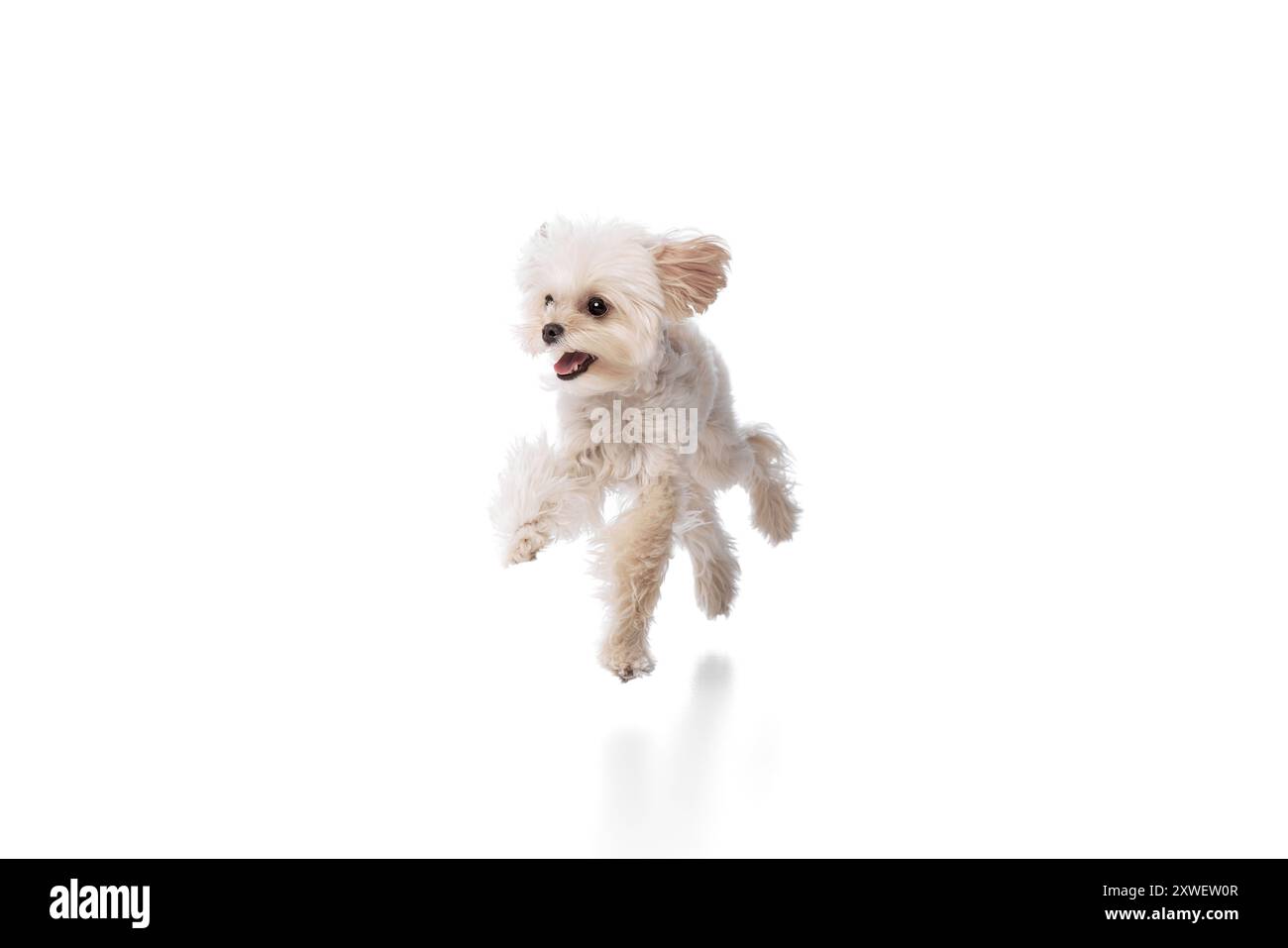 Playful Maltese running with joy and happiness against white studio ...