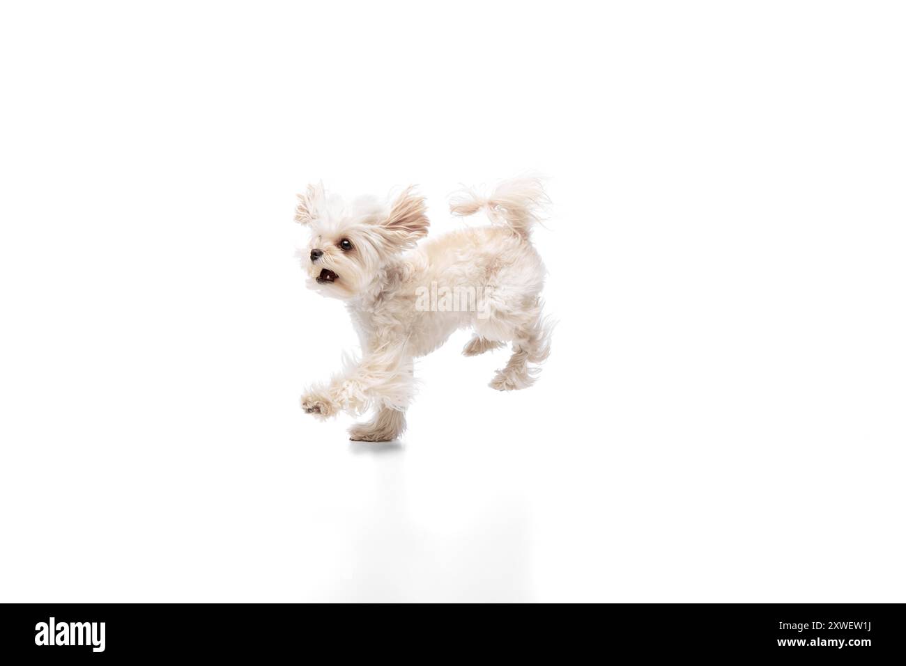 Happy, overjoyed dog, purebred Maltese running and its white fur moves ...