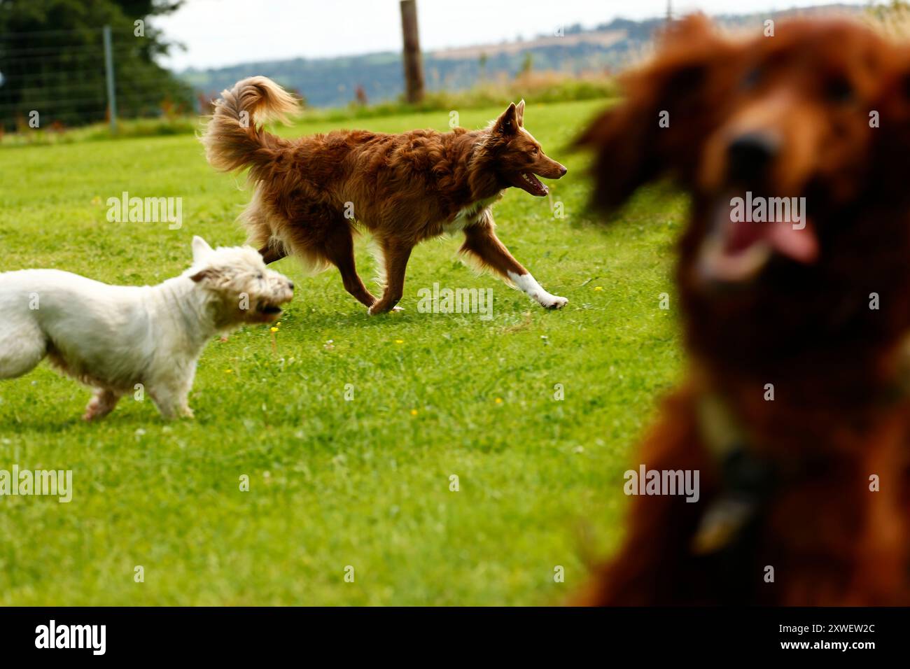 Dogs playing together and photo bombing Stock Photo - Alamy