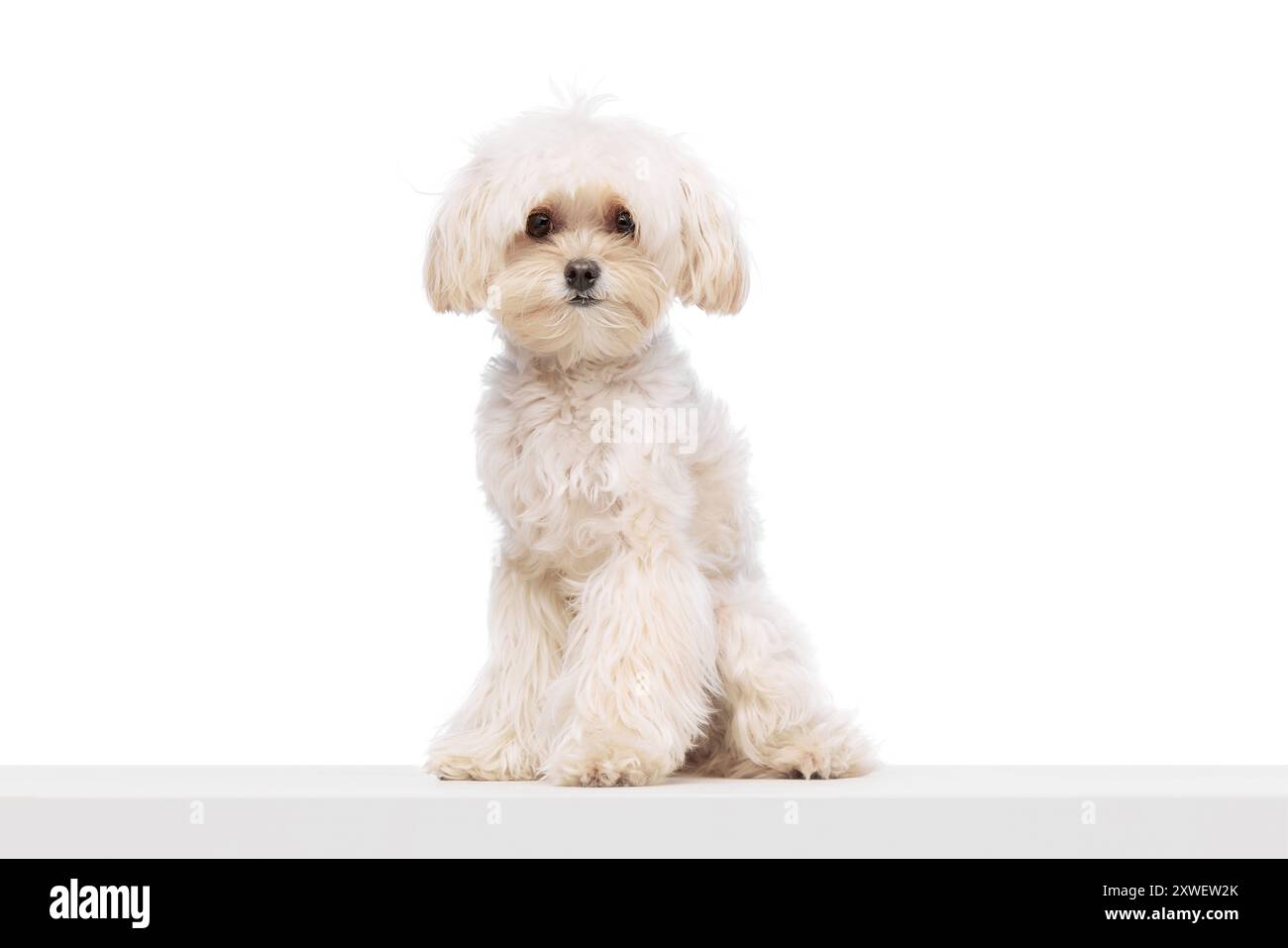 Calm furry pet sitting against white studio background. Cute purebred ...