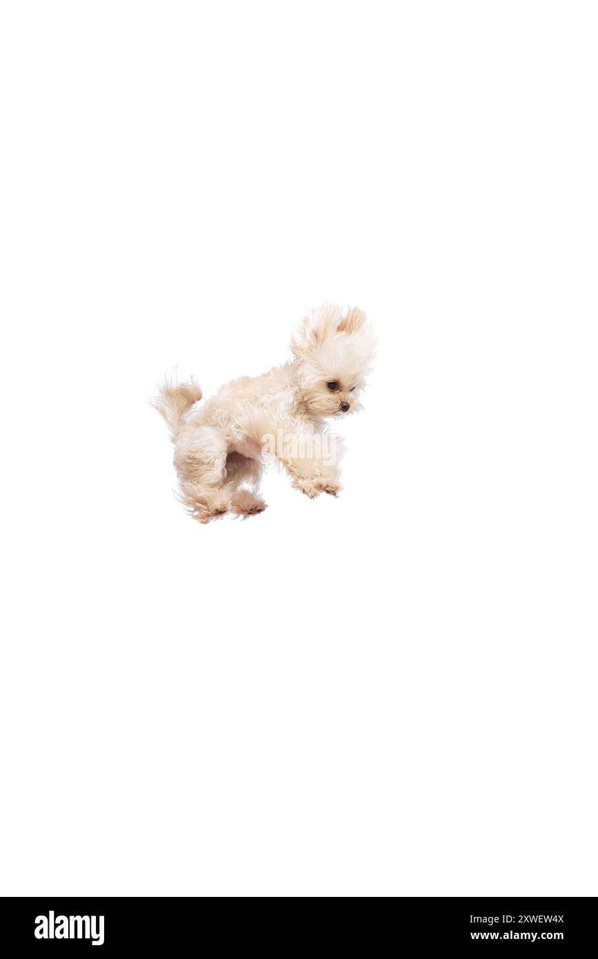 Furry Maltese, playful purebred, active pet jumping in mid-air against ...
