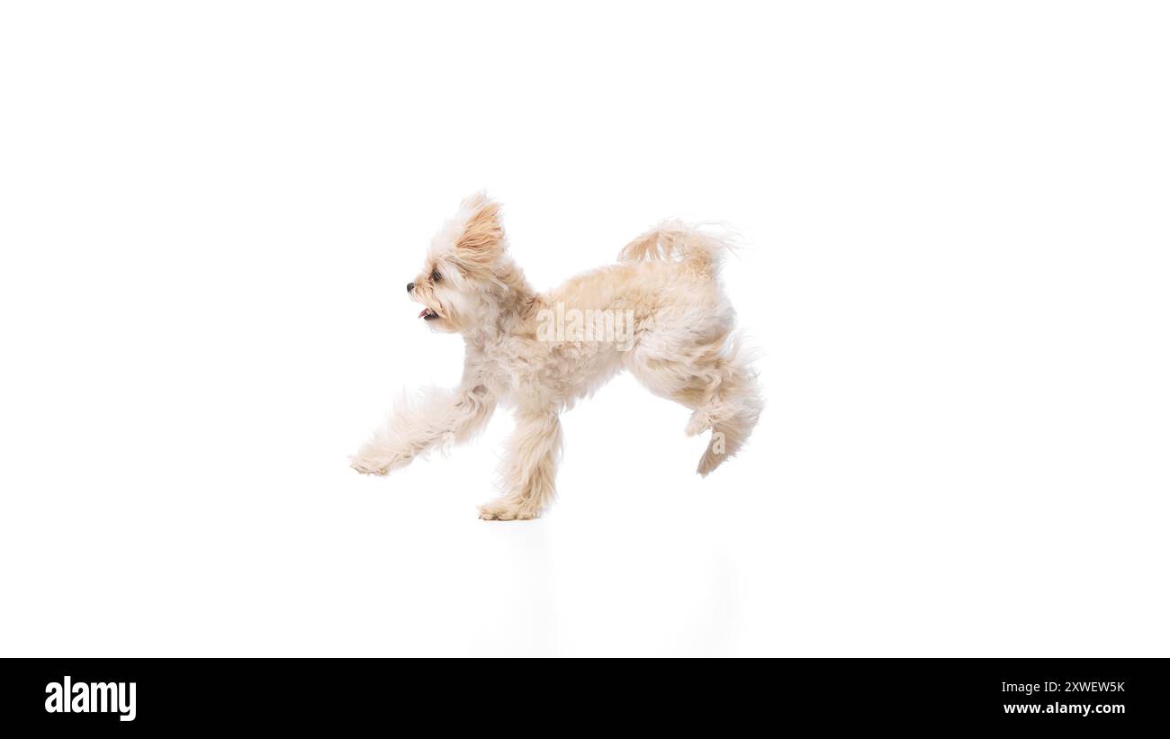 Happy, overjoyed dog, purebred playful Maltese running against white ...