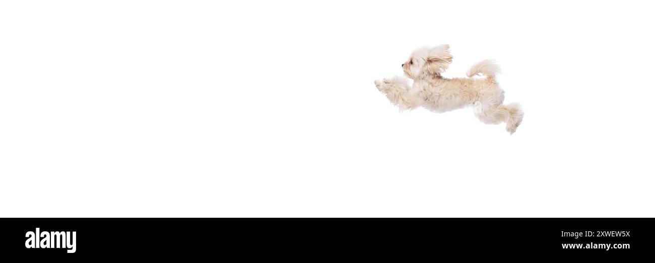 Banner. Happy, overjoyed dog, purebred Maltese leaping in mid-air ...