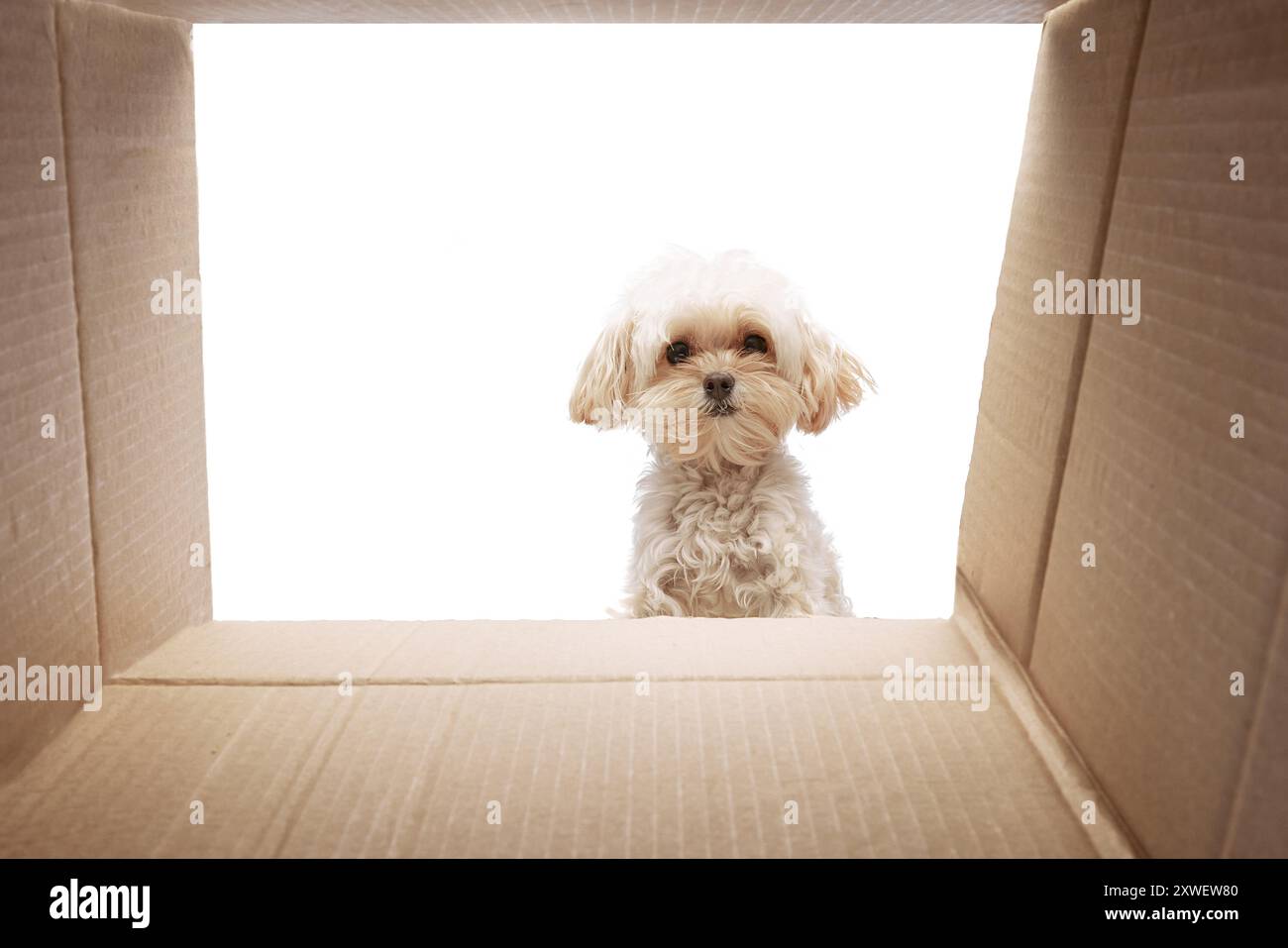 Cute, little Maltese dog, purebred pet looks into craft box with ...